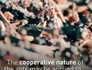 Scientist Shares Powerful Details Of Robot Ants Made By Festo ...