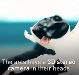 Scientist Shares Powerful Details Of Robot Ants Made By Festo ...