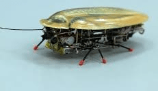 Powerful Features Of An Indestructible Cockroach Robot Even When ...