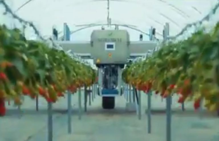 AGROBOT: A New Automatic Harvesting Machine For Strawberry Farmers ...