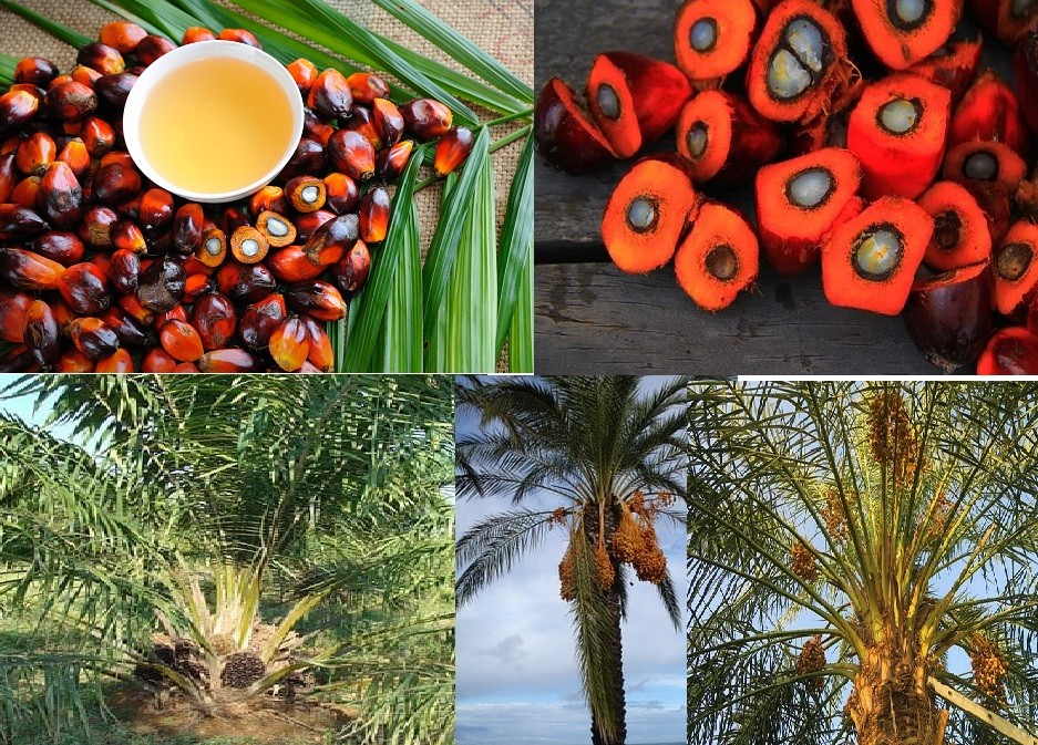 How To Process Palm Fruits For Palm Oil Production At Home