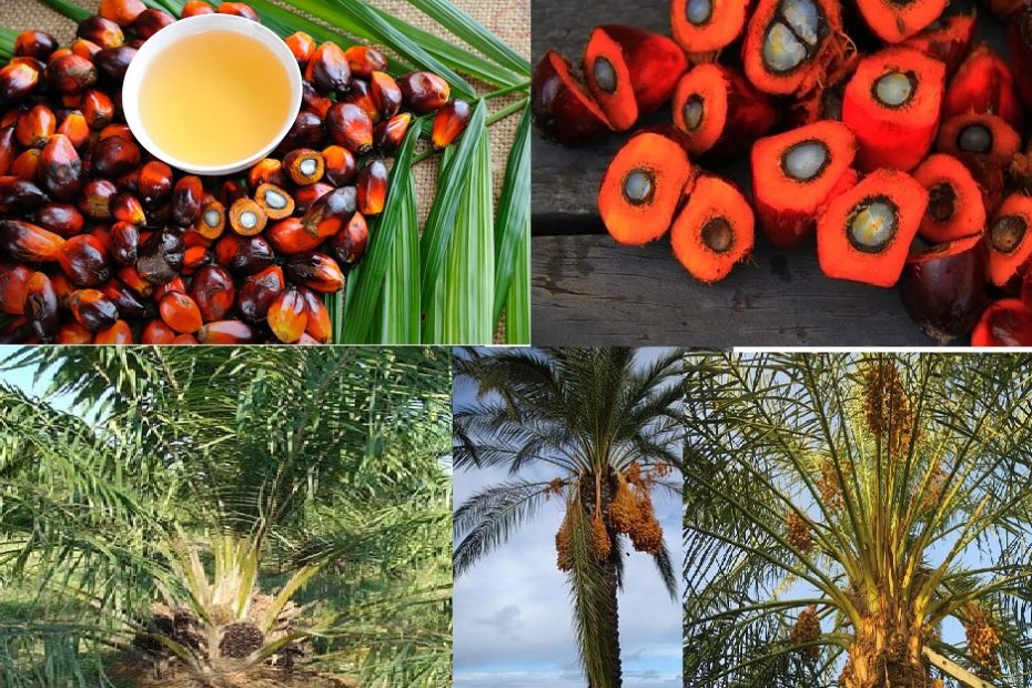 How To Process Palm Fruits For Palm Oil Production At Home ...