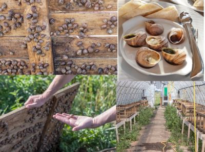 Heliciculture; Snail Farming & Its Benefits In Nigeria - Engineering ...