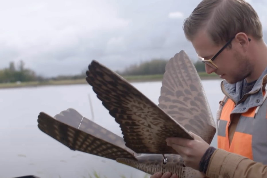 Top Reasons Why Robirds Will Be Used to Keep Birds Away From Airports ...